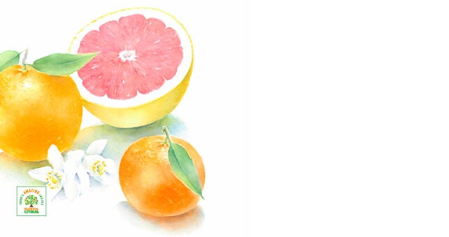 Florida Citrus | Publix Super Markets